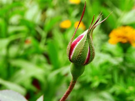 장미 로즈버드 꽃 봉오리 Pixabay의 무료 사진 Pixabay