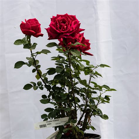 Rose Hybrid Tea Chrysler Imperial Hybrid Tea Roses Edmunds Roses