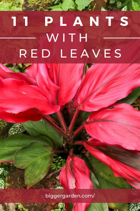 Ruby Foliage 11 Houseplants With Striking Red Leaves