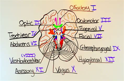 How To Remember The Cranial Nerves Cranial Nerves Cranial Nerves