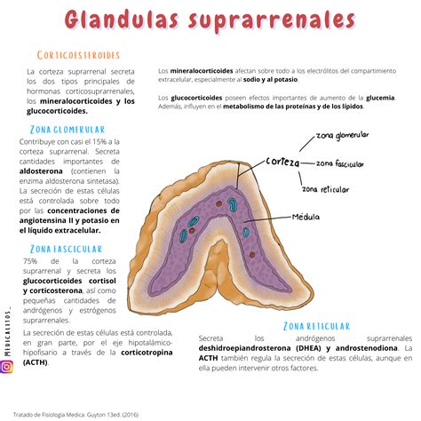 Pin De Martina Sanchez En Anatomía Concepto De Enfermeria Glandulas