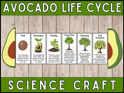 Avocado Life Cycle Craft Cut And Paste Pdf