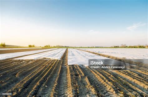 농업 풍경입니다 작은 온실에서 유기농 채소 재배 드립 관개 서 리 로부터 보호 하 고 야채의 습도를 유지 하는 스 펀 본드 농업