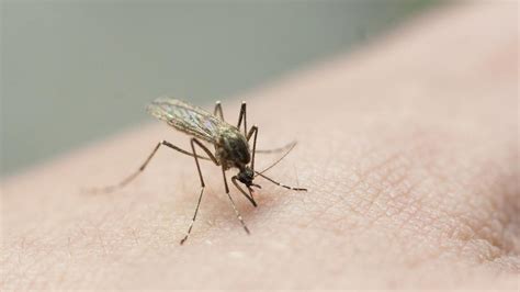 Crawley Perth Wa Health Warning For Mosquito Borne Ross River Virus