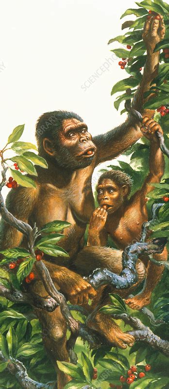 Artwork Of A Female Australopithecus And Infant Stock Image E4370053 Science Photo Library
