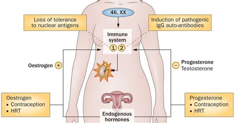 The Natural Way Progesterone And Its Role In The Body