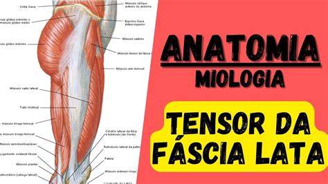 Mús Tensor Da FÁscia Lata Miologia 5 Do Membro Inferior Anatomia