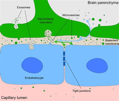 Extracellular Vesicles Mediate Intercellular Communications At The Download Scientific Diagram