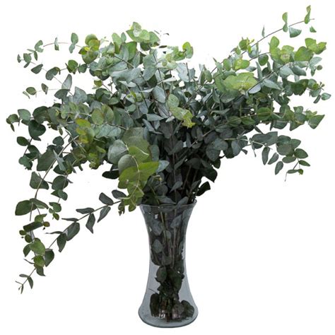 Eucalyptus