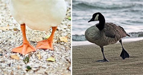 Goose Feet Everything You Need To Know With Pictures Bird Nature