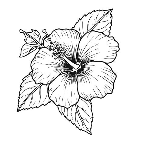 Coloring Pages Hibiscus 2025