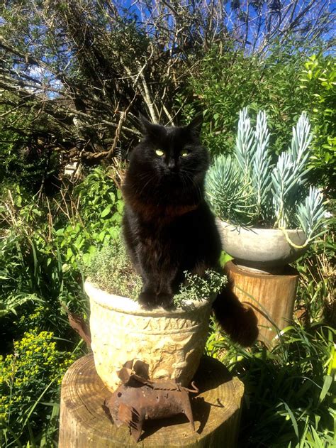 Jinx Enjoying Catnip On Top Of Garden Planters