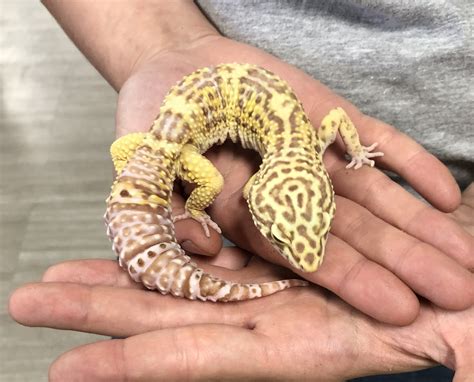 Python Regius Ball Python Pastel Mystic Female 2 Pastel M