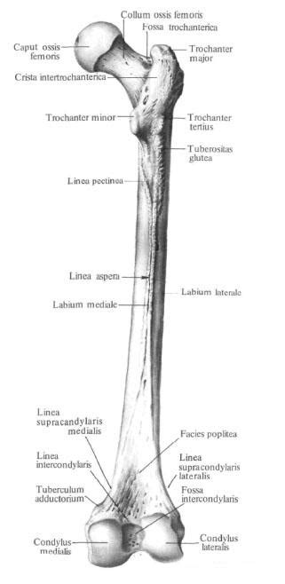Tuberositas Glutealis Med Kom