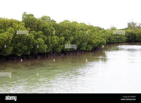 Trees Growing In Sea Stock Photo Alamy
