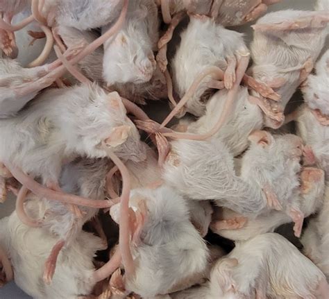 Mouse Frozen Hopper White