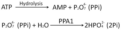 Pyrophosphate Atp