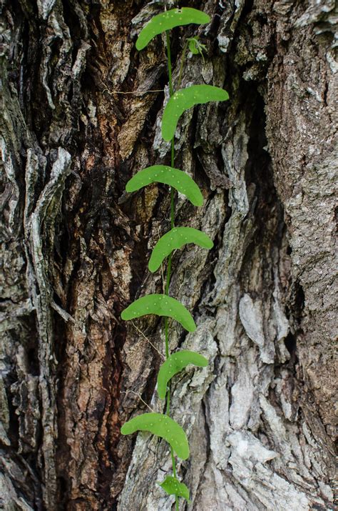 Passiflora Biflora Can Bring Back Your Love Someday Flickr