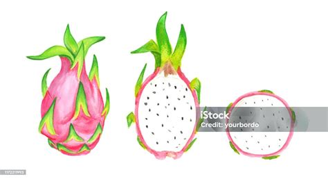 드래곤 과일 컷 피타야 또는 피타하야 수채화 손 그린 유기 드래곤 과일 그림입니다 3 뷰 0명에 대한 스톡 벡터 아트 및 기타 이미지 Istock