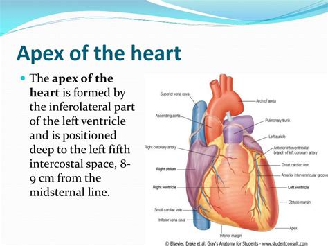 Difference Between Radiographic Apex And Anatomical Apex At Shawna