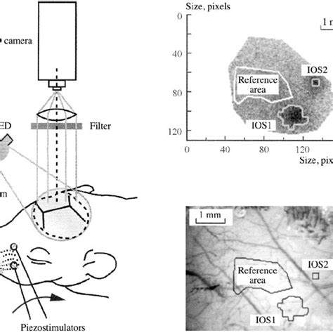 Recording Of Sensory Evoked Intrinsic Optical Signal Ios In The