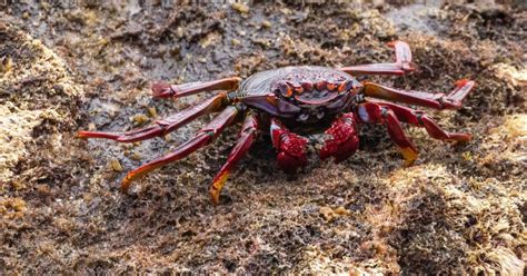 The Type Of Crustaceans You Can Find On Lanzarote