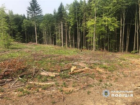 Посадовців ДП «Львівлісозахист викрили на незаконних рубках на 2 млн грн