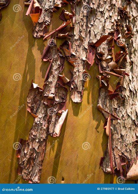 Arbutus Tree Bark Stock Image Image Of Bark Nature 27985977