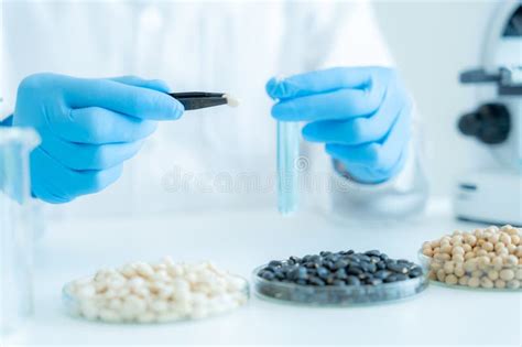 Scientist Check Chemical Whole Grains Residues In Laboratory Control