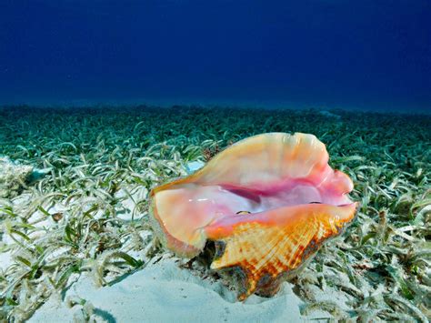 9 Essential Rules For Seashell Collecting In Florida And How To Do It Responsibly