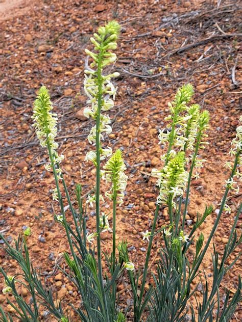 Stackhousia From Kalbarri Wa 6536 Australia On September 4 2023 At 10 10 Am By Jjudy · Inaturalist