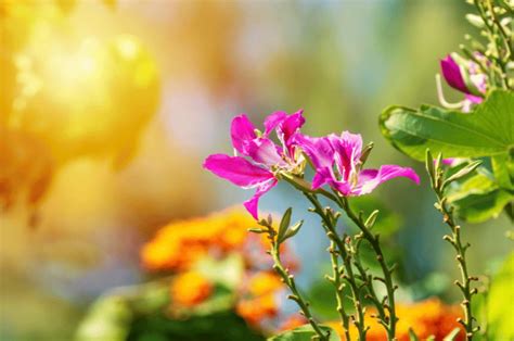 Best Purple Flowering Trees In Australia Yard Work