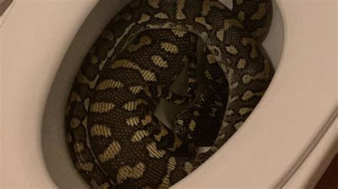 Queensland Woman Rescued After Carpet Python Wraps Itself Around Her