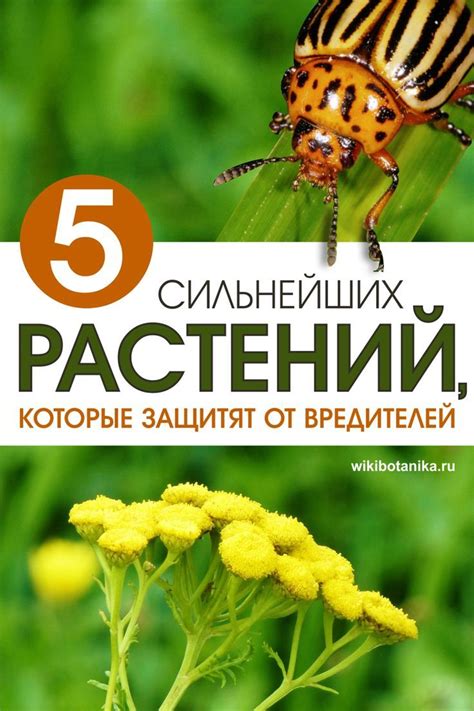 5 сильнейших растений которые защитят от вредителей Растения Вредители растений Сад