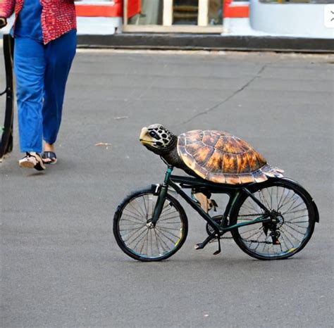 Turtle Riding A Bike Rweirddalle