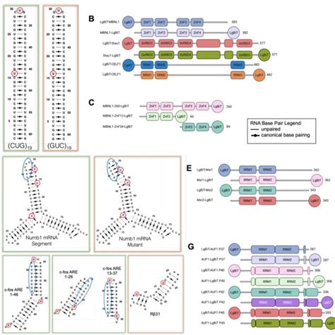 Model Mrna Protein Interactions Green Boxes Represent Target Rna Download Scientific Diagram