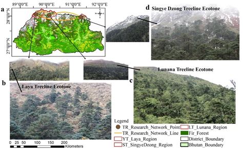 Tree Ring Network Sites Nesting Diffuse Treeline Ecotones In High Download Scientific Diagram