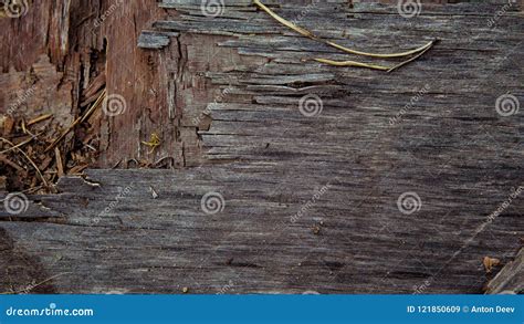 Wood Texture And Background Cut Tree Trunk Background Tree Trunk Close Up Macro View Of Cut