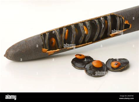 Cassava Fruit And Seeds Pod Indian Laburnum Tube Cassava Stock