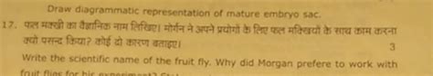 Draw Diagrammatic Representation Of Mature Embryo Sac17 पर मवखी का वैज