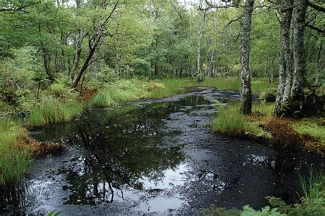 Investigating Bog Ecosystems Water Chem Ar Generative Ai Premium Ai Generated Image