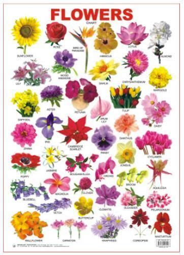 Flower Image Identifier