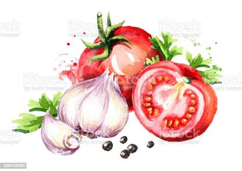 붉은 토마토와 젊은 마늘과 후추를 찢 어 흰색 배경에 고립 수채화 손으로 그린 그림 개체 그룹에 대한 스톡 벡터 아트 및 기타