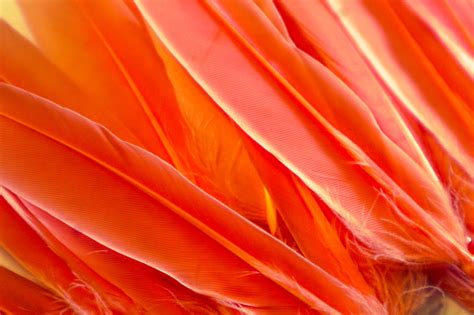 화려한 배경에 아름다운 추상 적색 흰색 오렌지와 빨간 깃털과 흰색 패턴에 부드러운 흰색 노란색 핑크 깃털 질감 곡선에 대한 스톡 사진 및 기타 이미지 Istock