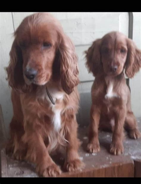 კოკერ სპანიელების ჯგუფი