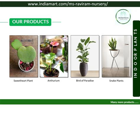 Natural Geen Barmuda Grass G2 For Outdoor At ₹ 4sq Ft In Pali Id