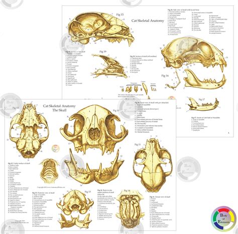 Cat Skeletal Skull Anatomy Charts Body Of Elements