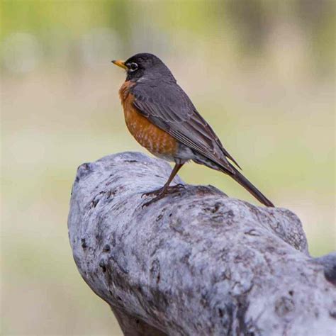 Birds Songs Numeric Dataset Kaggle