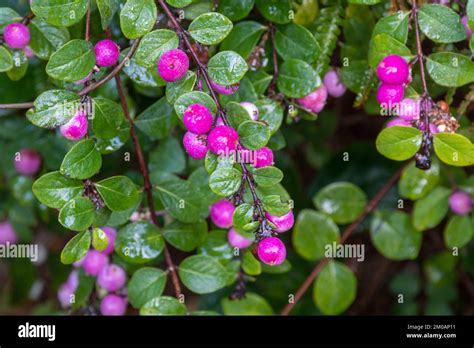 Pink Berries On A Snowberry Bush Symphoricarpos X Chenaultii The