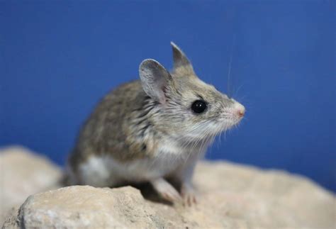 A Wolfs Howl In Miniature Nau Researchers Discover Mice Speak
